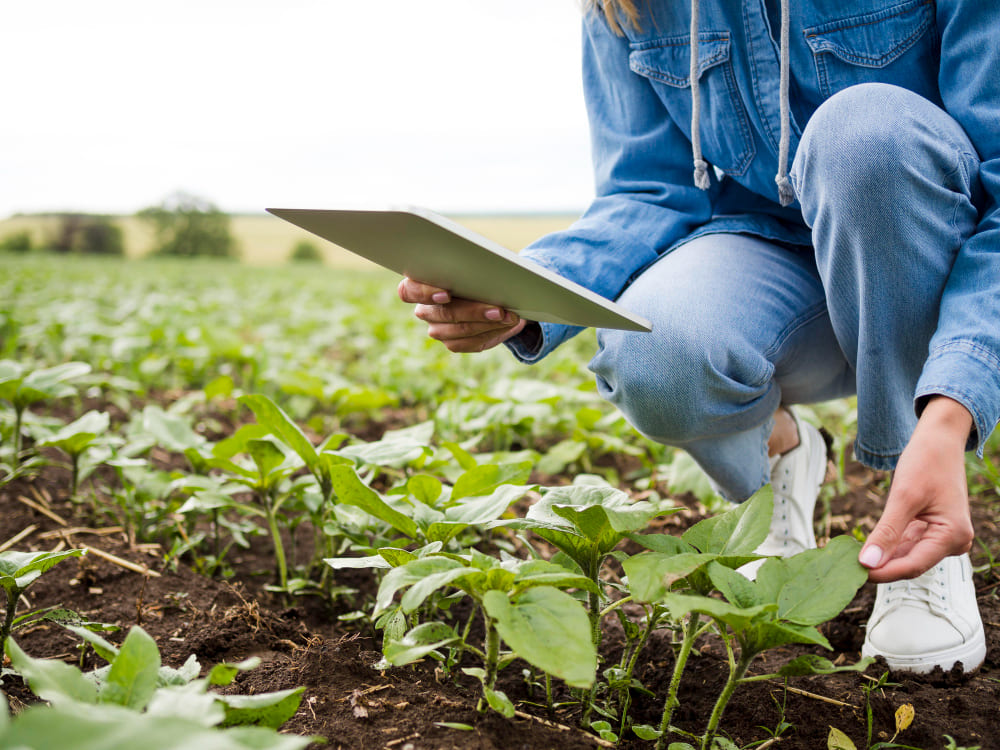 Bioestimulantes Naturales: La Clave para una Agricultura Sostenible ...